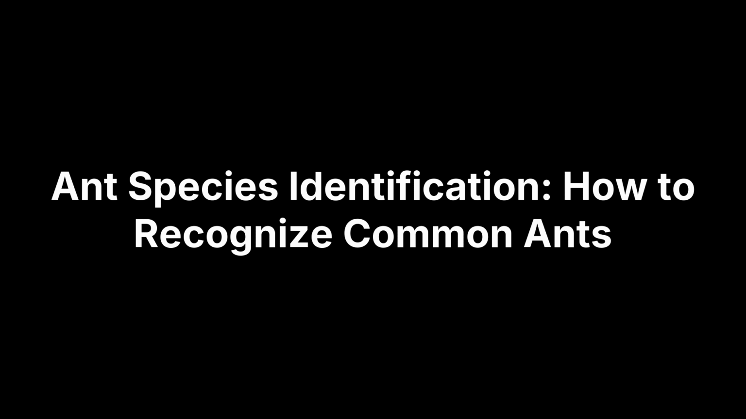 Ant Species Identification: How to Recognize Common Ants – Redi Pest ...