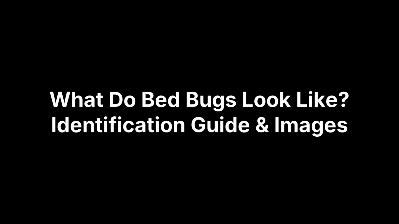 What Do Bed Bugs Look Like? Identification Guide & Images – Redi Pest ...