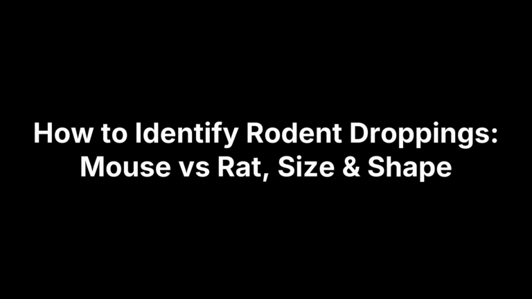 How to Identify Rodent Droppings: Mouse vs Rat, Size & Shape – Redi ...